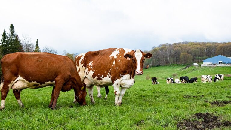 Building Optimization & Engineering Case Studies | Stark Tech